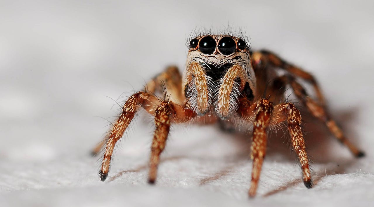 Cost-Effective Spider Prevention For Homes - Fisher's Pest Control
