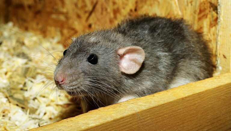 How Rodents Infiltrate Homes This Fall Season - Fisher's Pest Control